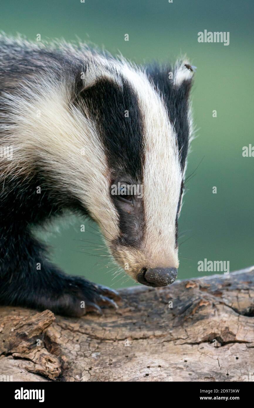 Einzelnes jungtier -Fotos und -Bildmaterial in hoher Auflösung – Alamy