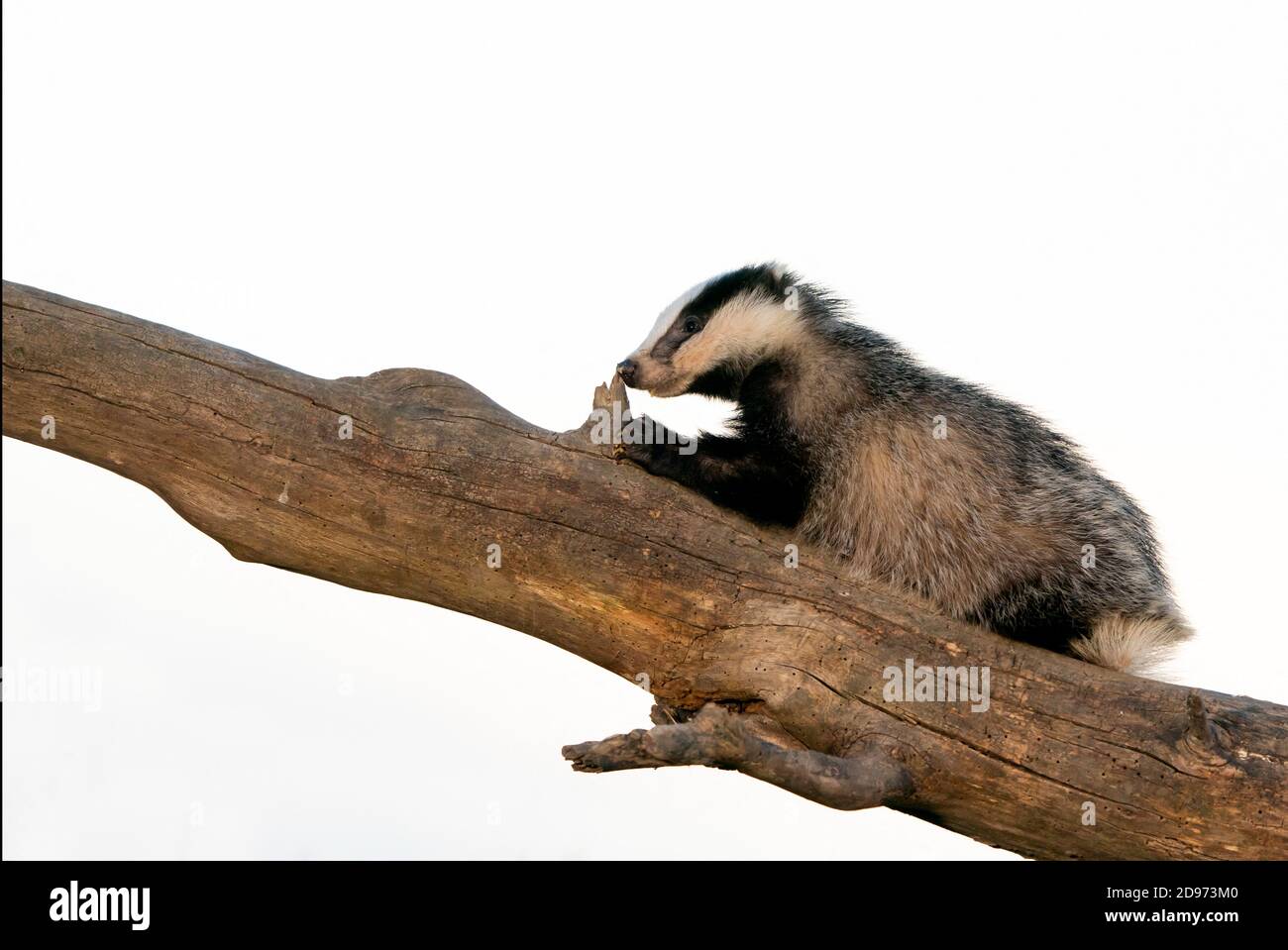 Junge dachse spielen -Fotos und -Bildmaterial in hoher Auflösung – Alamy