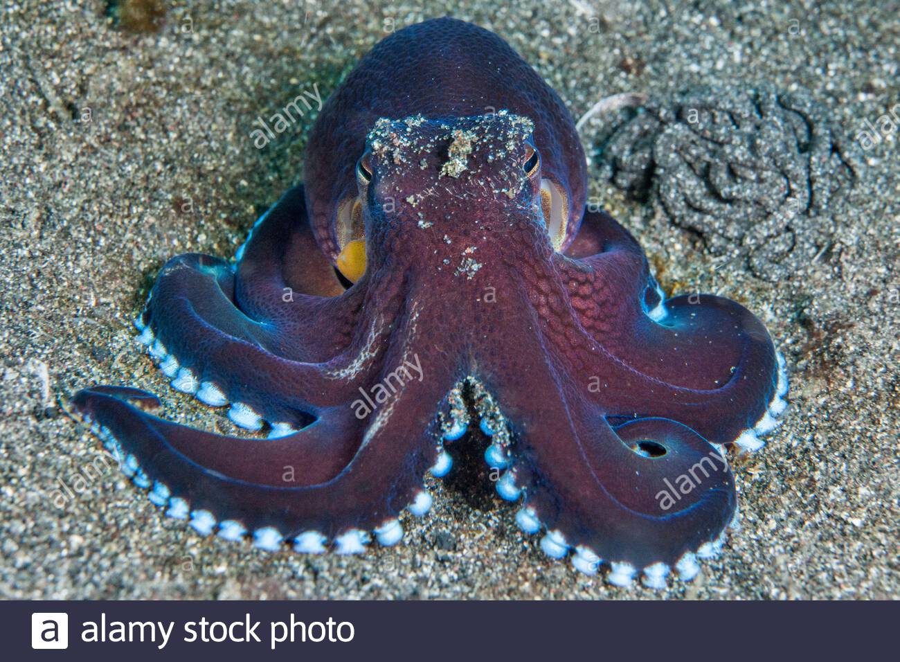 Kokosnuss Oktopus Stockfotos und -bilder Kaufen - Alamy
