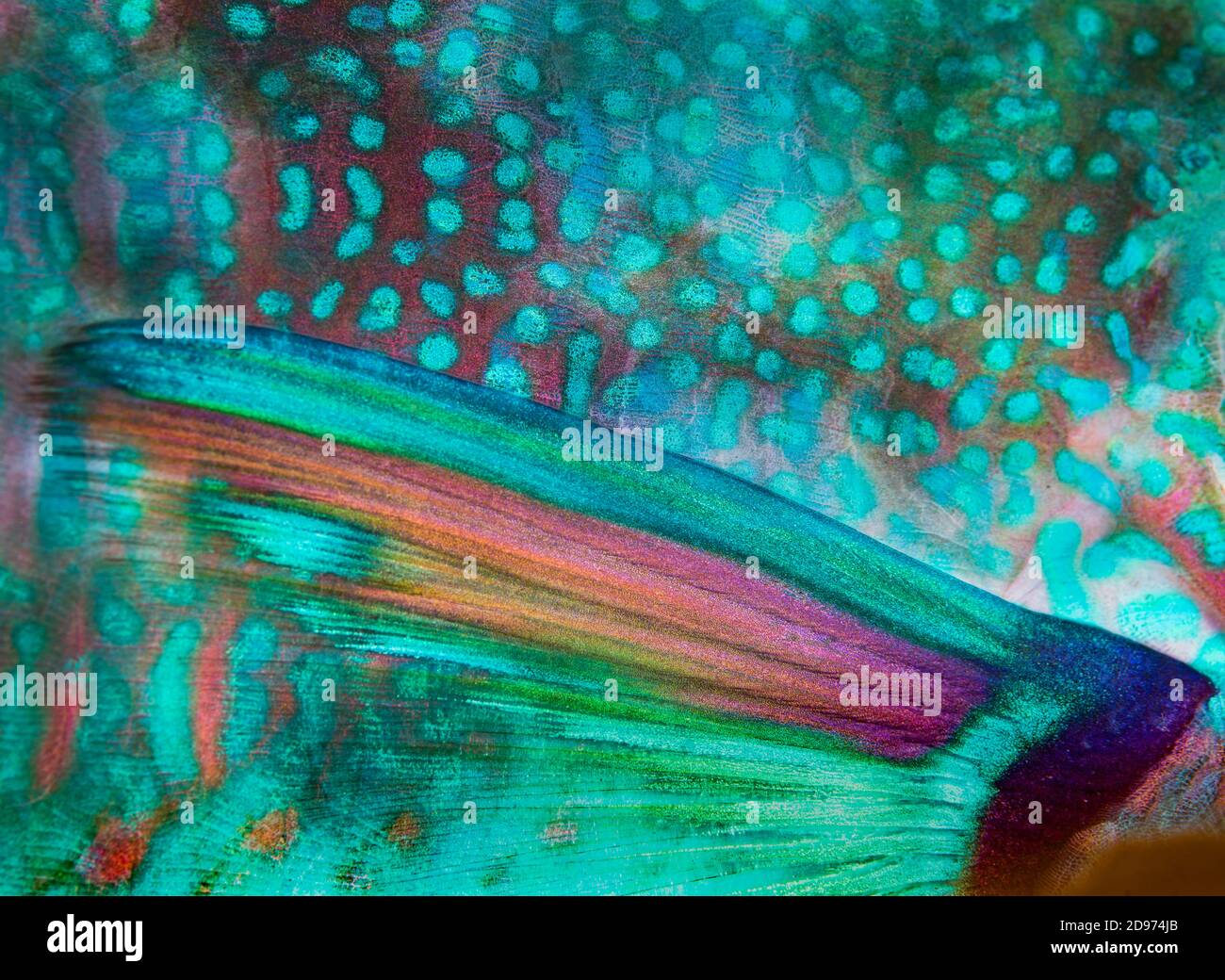 Papageienfisch scarus sp Stockfotos und -bilder Kaufen - Alamy