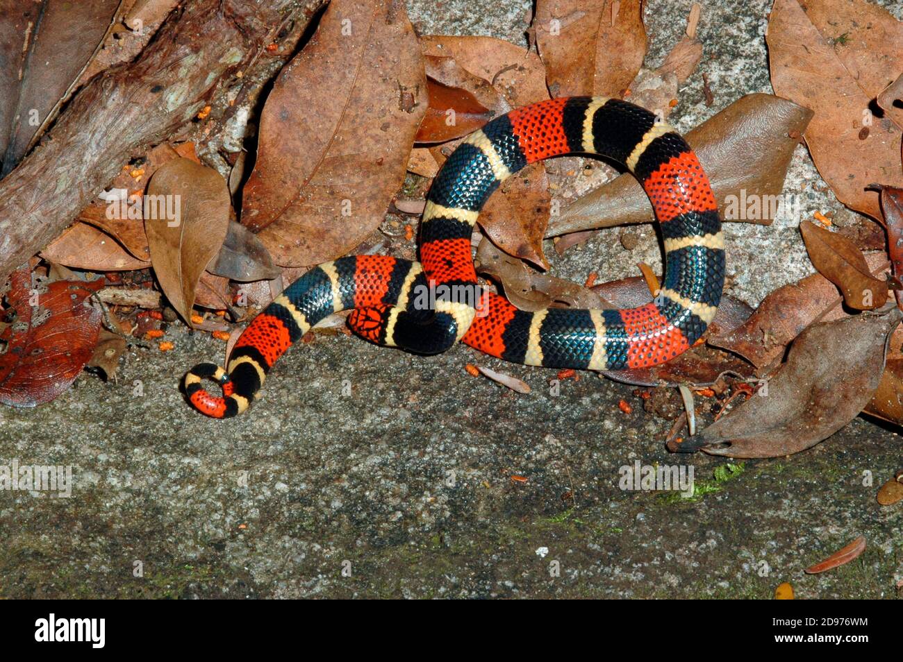 Coral Snake Micrurus Sp Stockfotos und -bilder Kaufen - Alamy