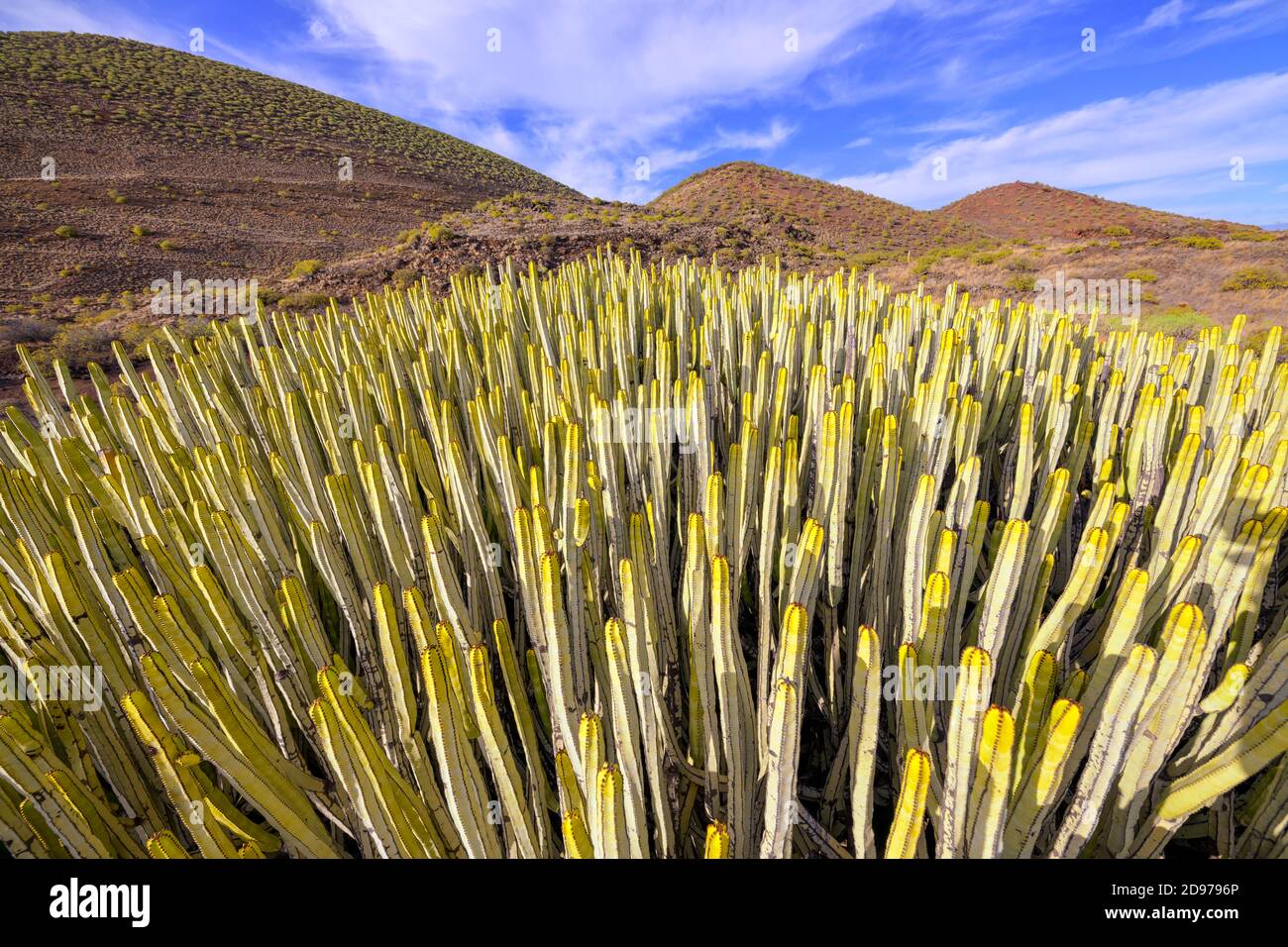 Euphorbia canariensis -Fotos und -Bildmaterial in hoher Auflösung – Alamy