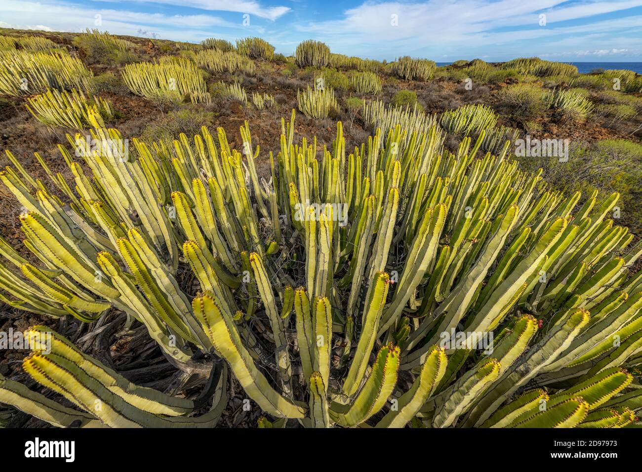 Kanarenspurge (Euphorbia canariensis) auf der Insel zehn. Saftiger ...