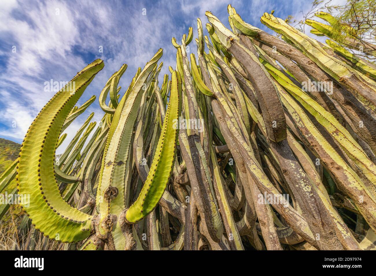 Kanarenspurge (Euphorbia canariensis) auf der Insel zehn. Saftiger ...