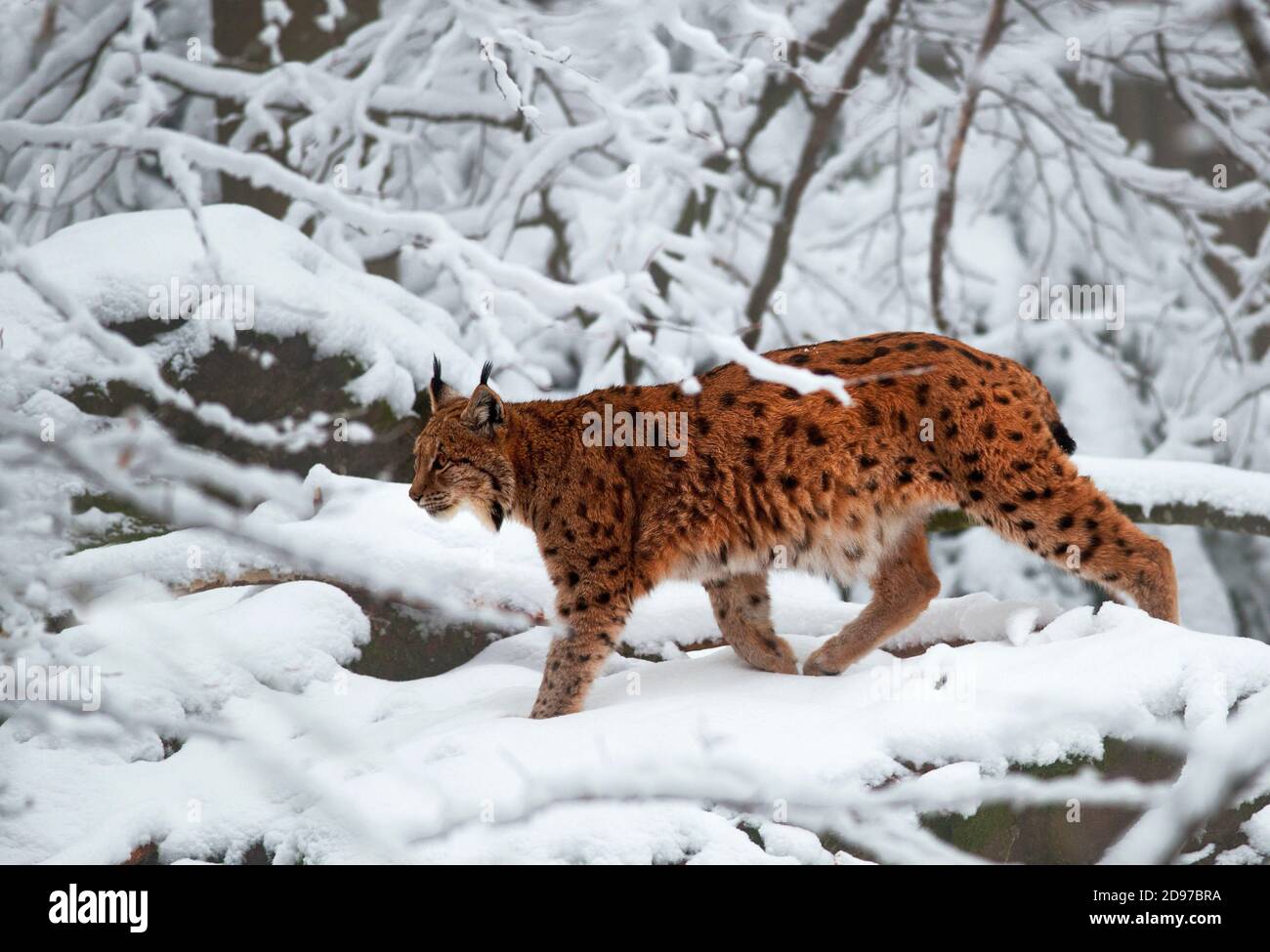 Eurasische luchse im schnee -Fotos und -Bildmaterial in hoher Auflösung ...