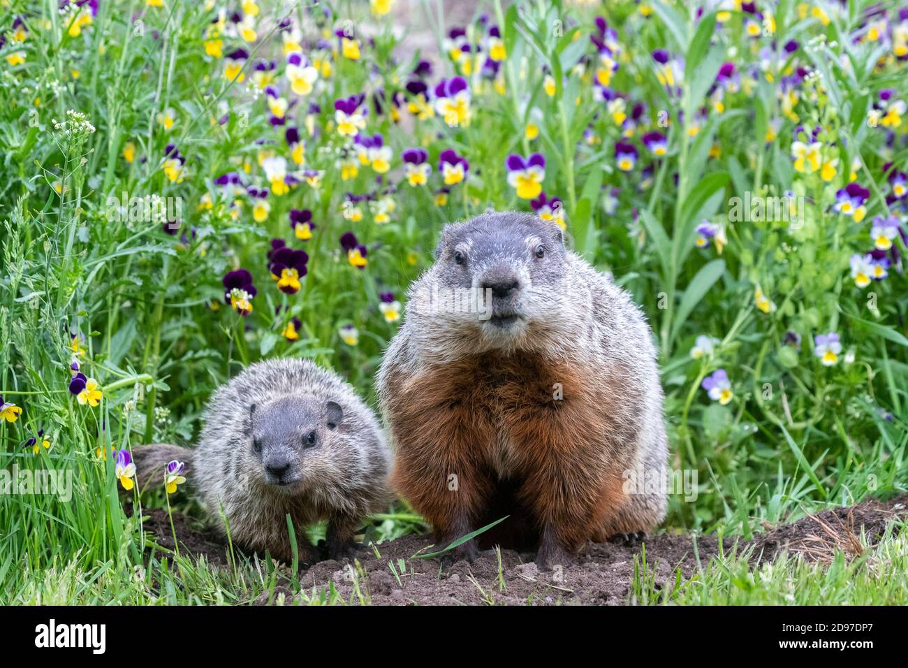 Groundhog woodchuck marmota monax adult -Fotos und -Bildmaterial in hoher Auflösung – Alamy