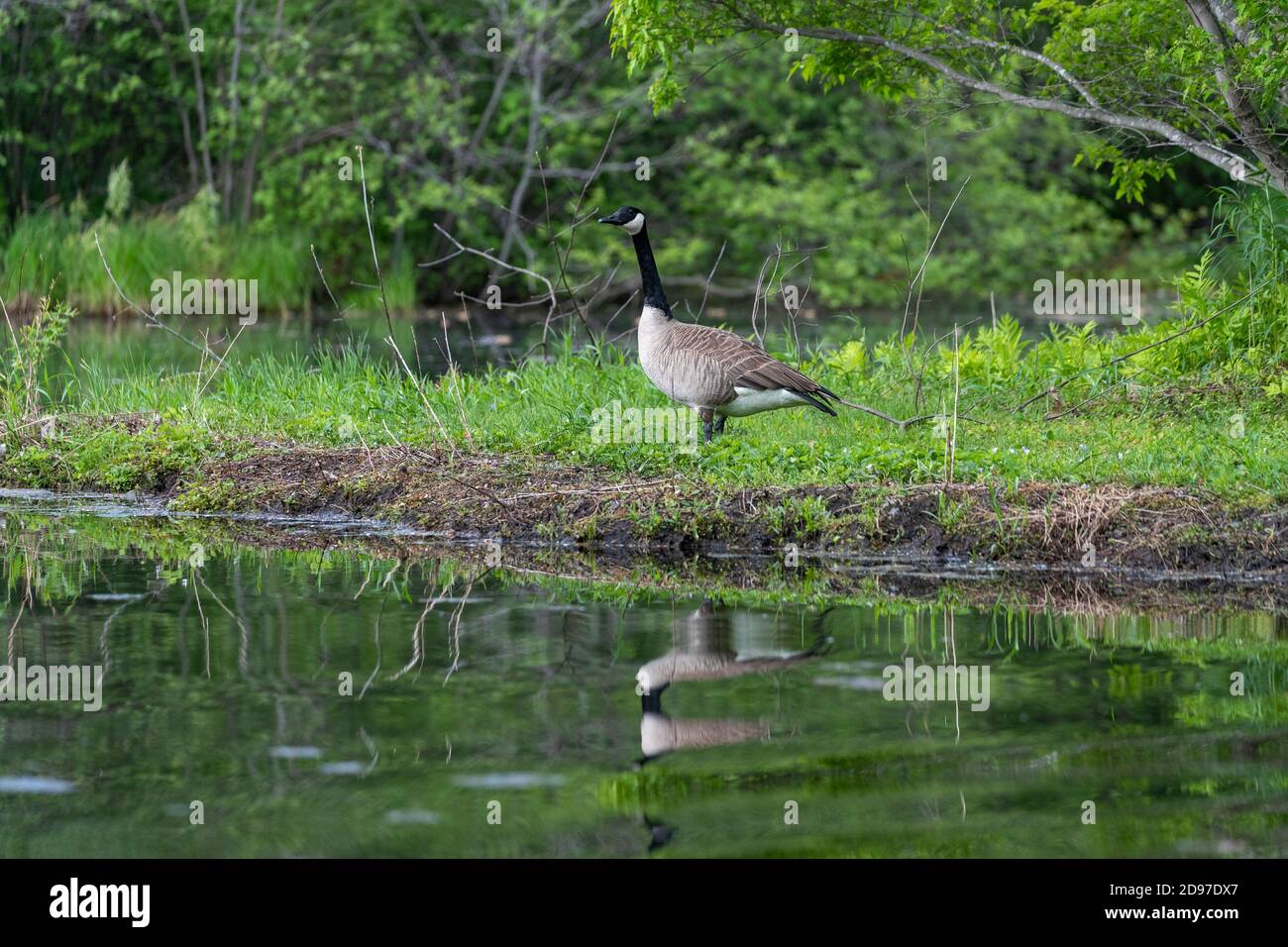 Brent gans branta sp -Fotos und -Bildmaterial in hoher Auflösung – Alamy