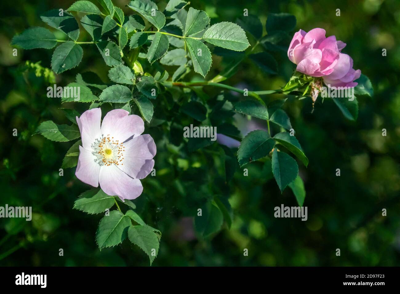 Anatomia canina -Fotos und -Bildmaterial in hoher Auflösung – Alamy