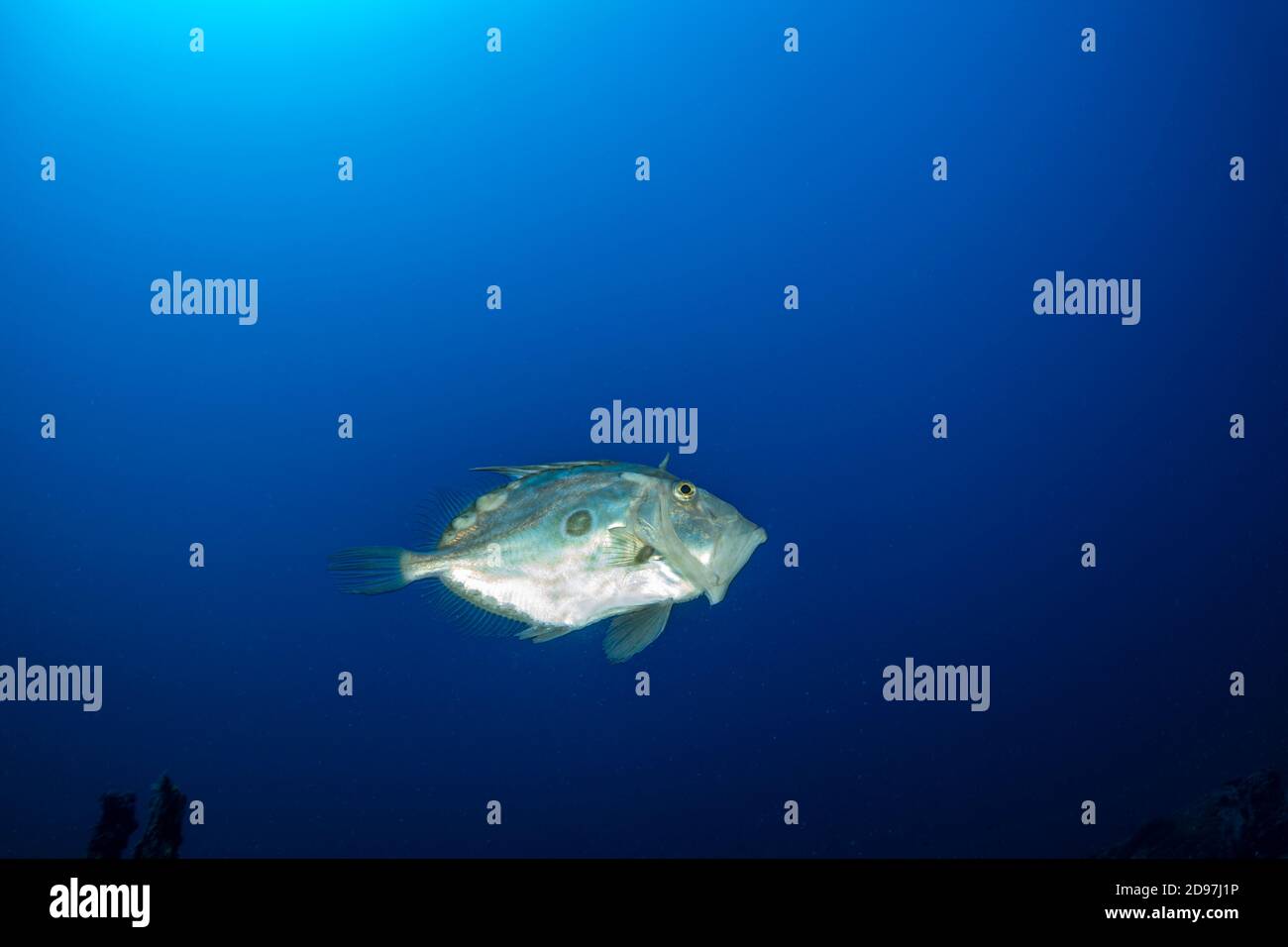 John Dory (Zeus Faber) rund um das Wrack des Flugzeuges B-24 Liberator ...