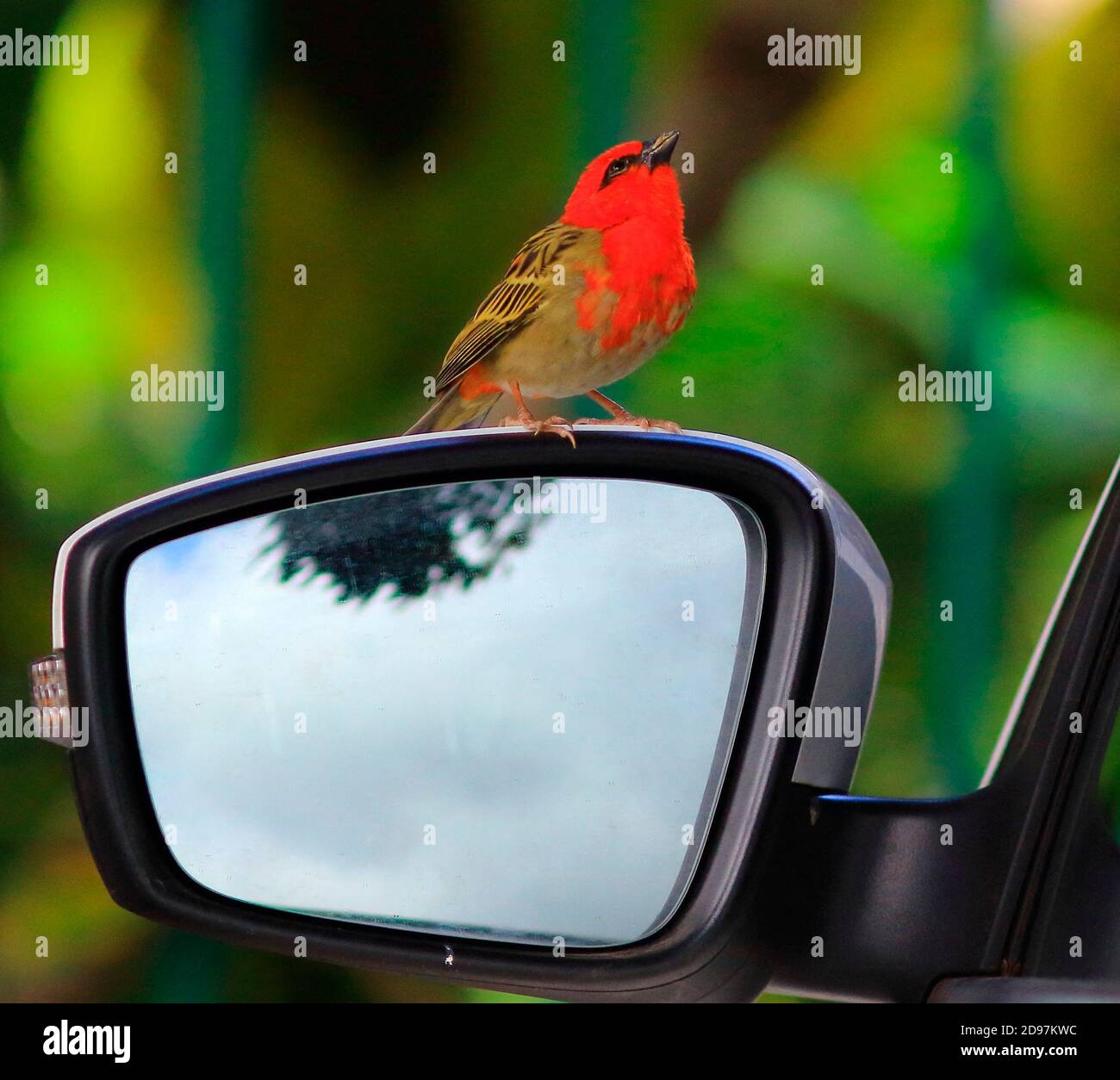 Madagaskar rot fodies foudia madagascariensis -Fotos und -Bildmaterial ...