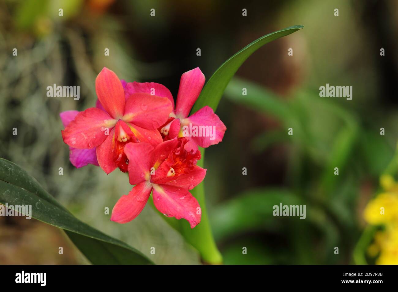 Orchidee genera doritis und phalaenopsis -Fotos und -Bildmaterial in hoher Auflösung – Alamy