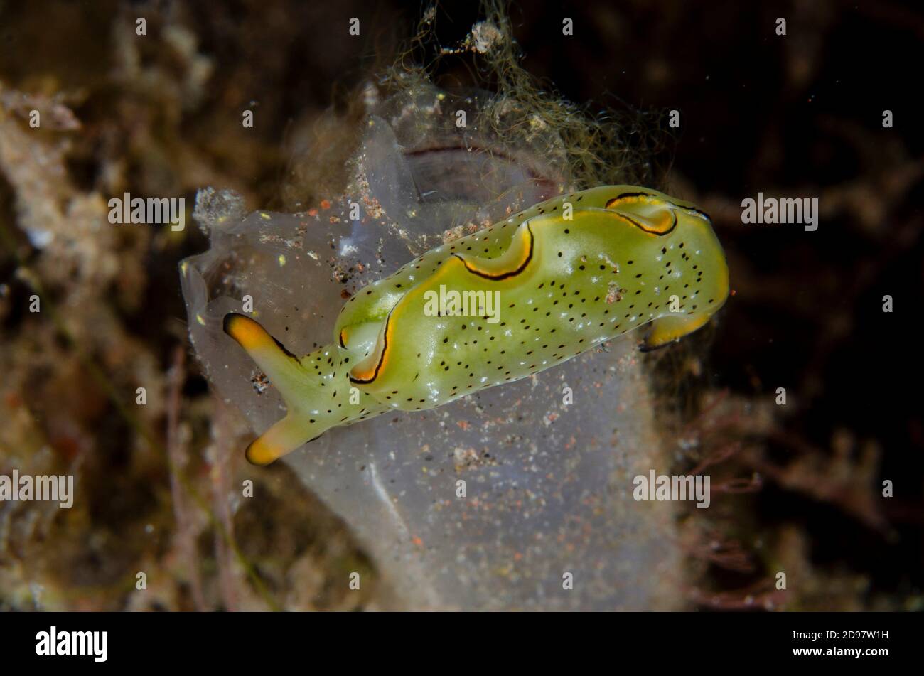 Sapsucking schnecke -Fotos und -Bildmaterial in hoher Auflösung – Alamy