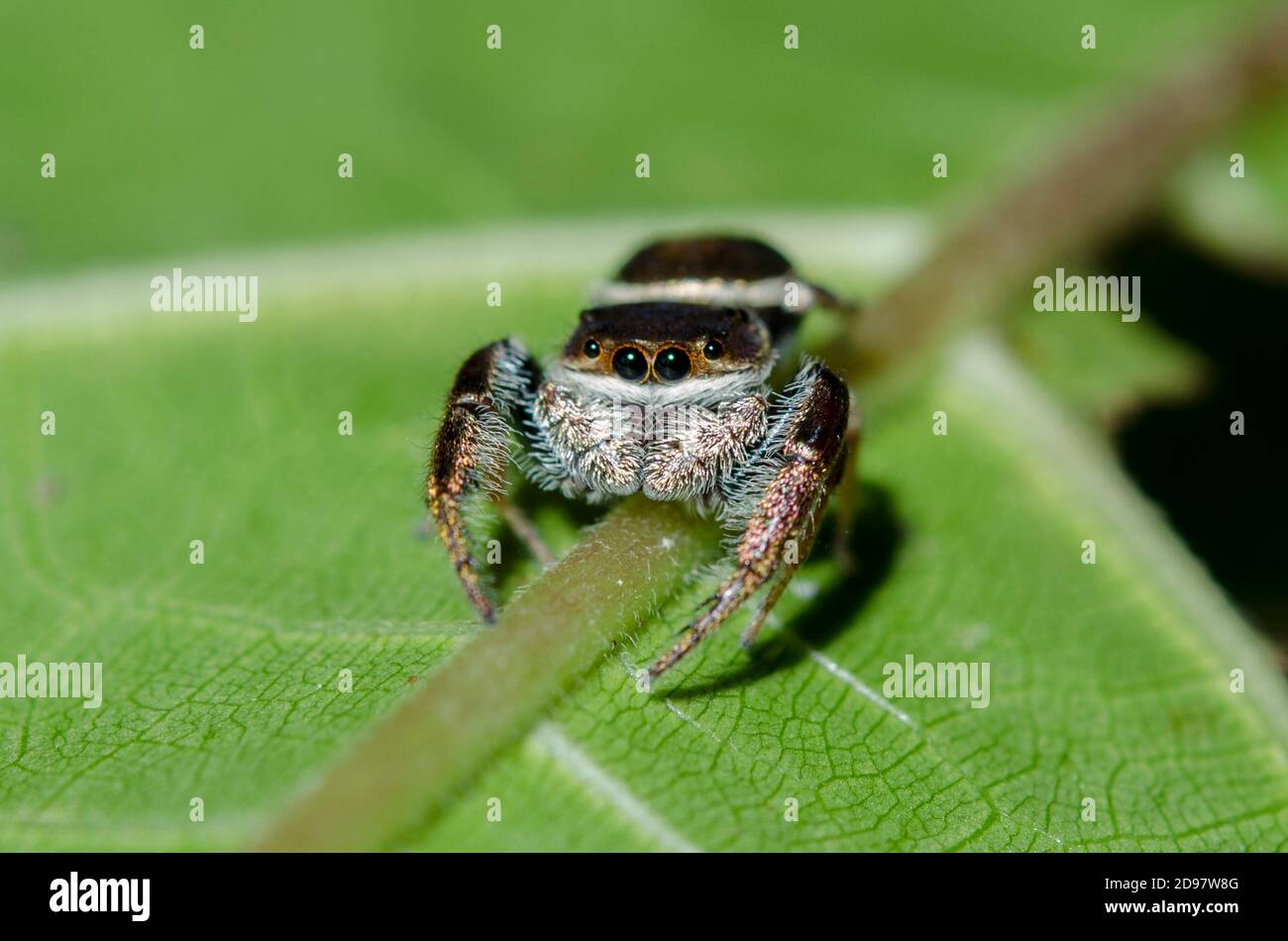 Simaetha sp -Fotos und -Bildmaterial in hoher Auflösung – Alamy