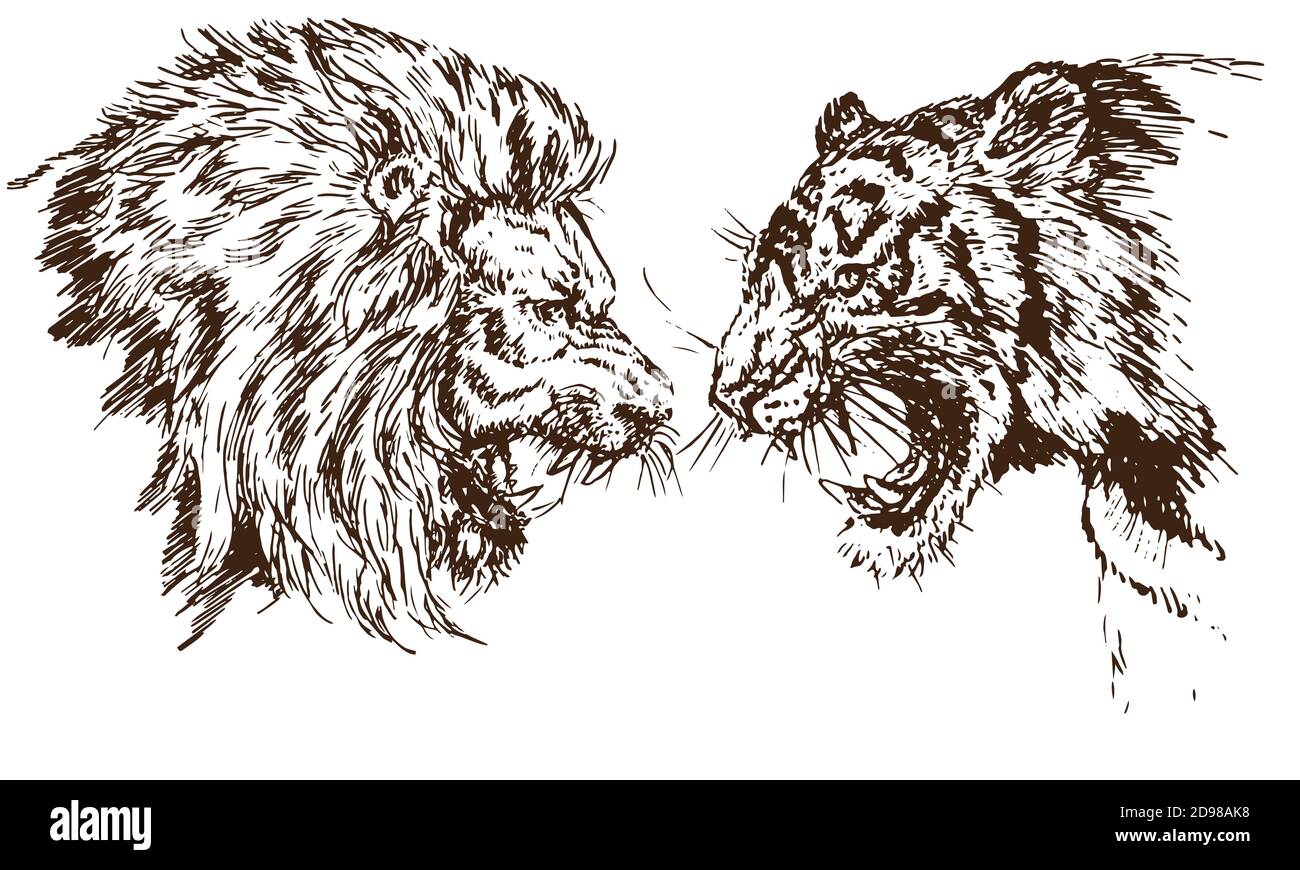 Löwe und Tiger knurren einander gegenüber, öffnen einen verbitterten ... Löwe und Tiger knurren einander gegenüber, öffnen einen verbitterten ...
