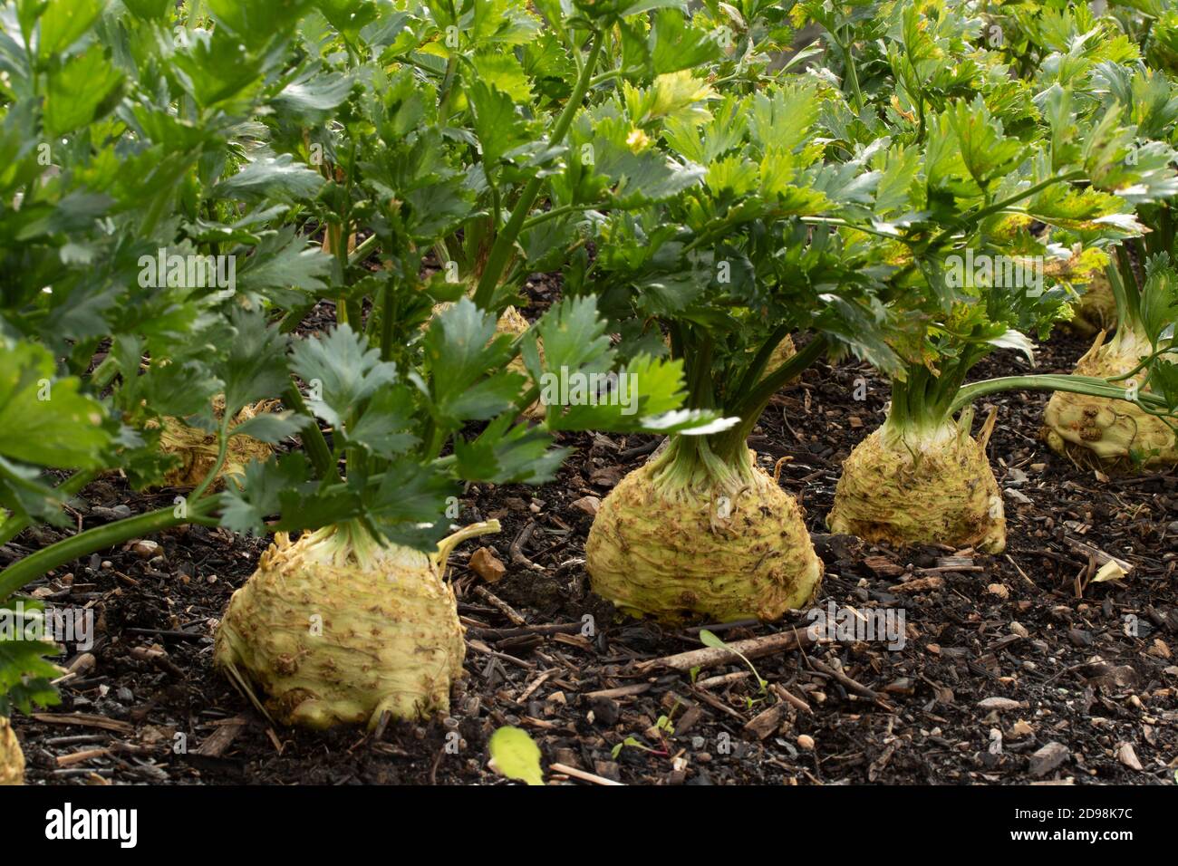 Reihe von Sellerie (Monarch) Gemüse in einem Garten Einstellung wachsen ...