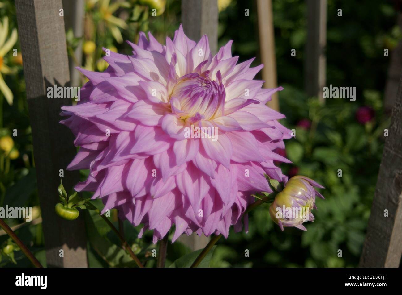 Sir alf ramsey -Fotos und -Bildmaterial in hoher Auflösung – Alamy