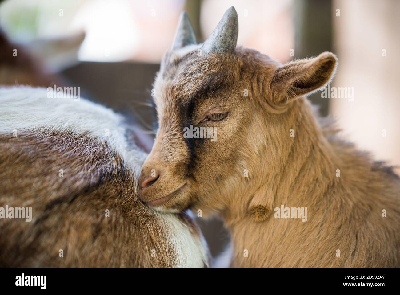 Baby goat kid feeding -Fotos und -Bildmaterial in hoher Auflösung – Alamy