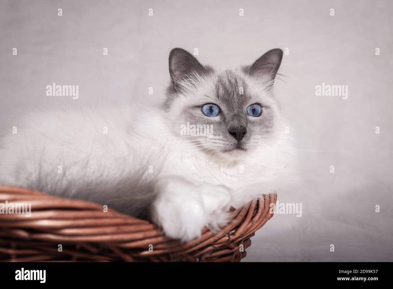 Heilige Katze Von Birma Stockfotos und -bilder Kaufen - Alamy