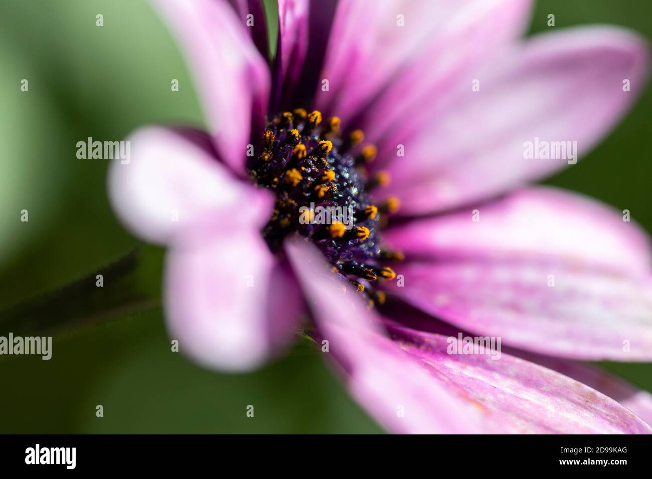 Kosmos kultivar -Fotos und -Bildmaterial in hoher Auflösung – Alamy