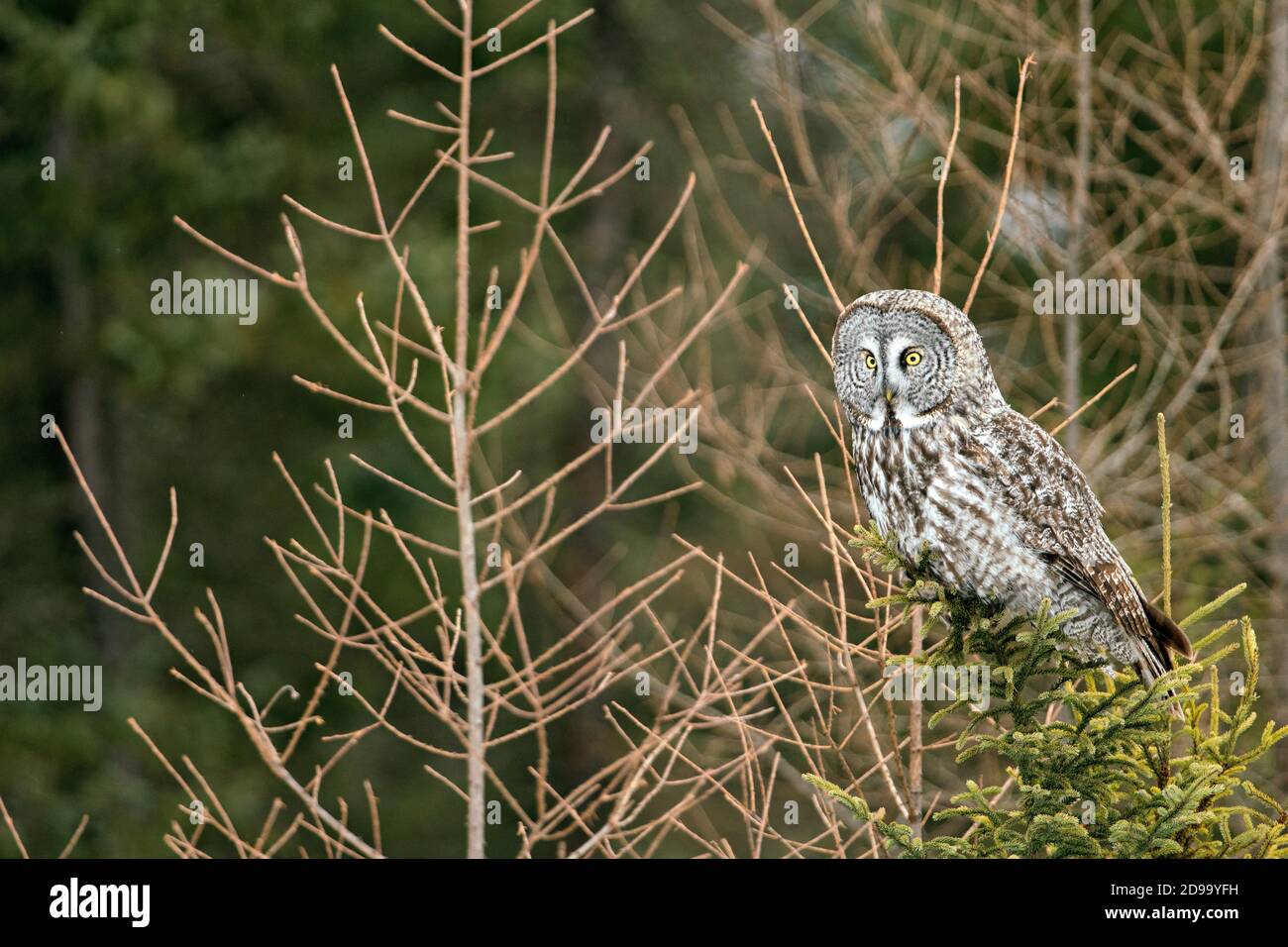 Eule Eule Raupe Eulen Eule Eule Stockfotos und -bilder Kaufen - Alamy