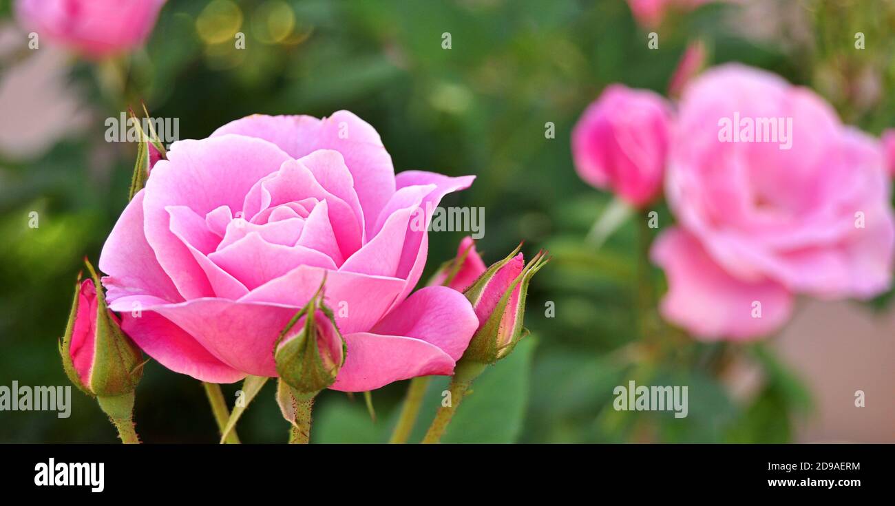 Zwei volle rosen -Fotos und -Bildmaterial in hoher Auflösung – Alamy
