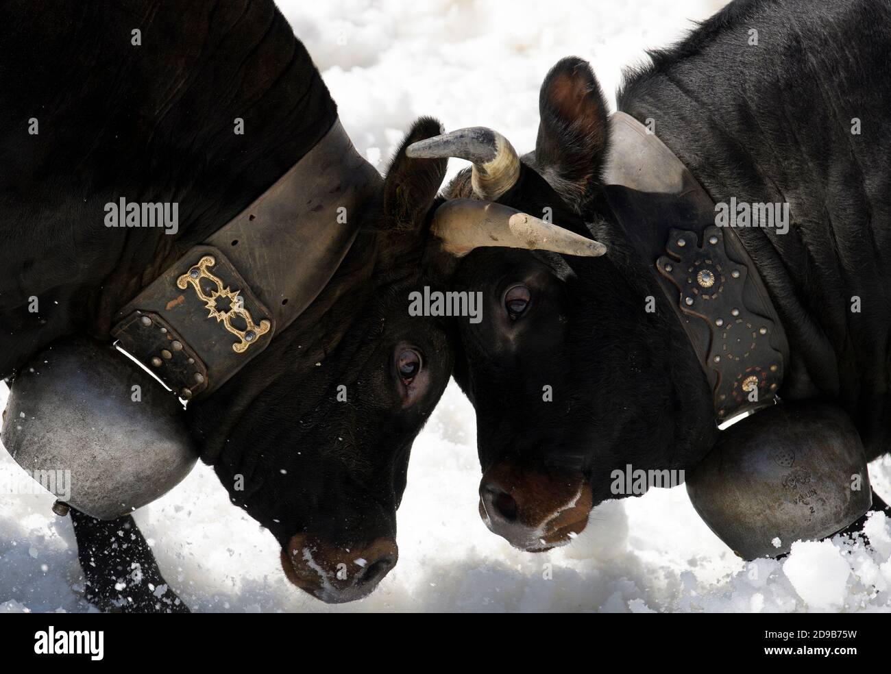 Herens kuh -Fotos und -Bildmaterial in hoher Auflösung – Alamy