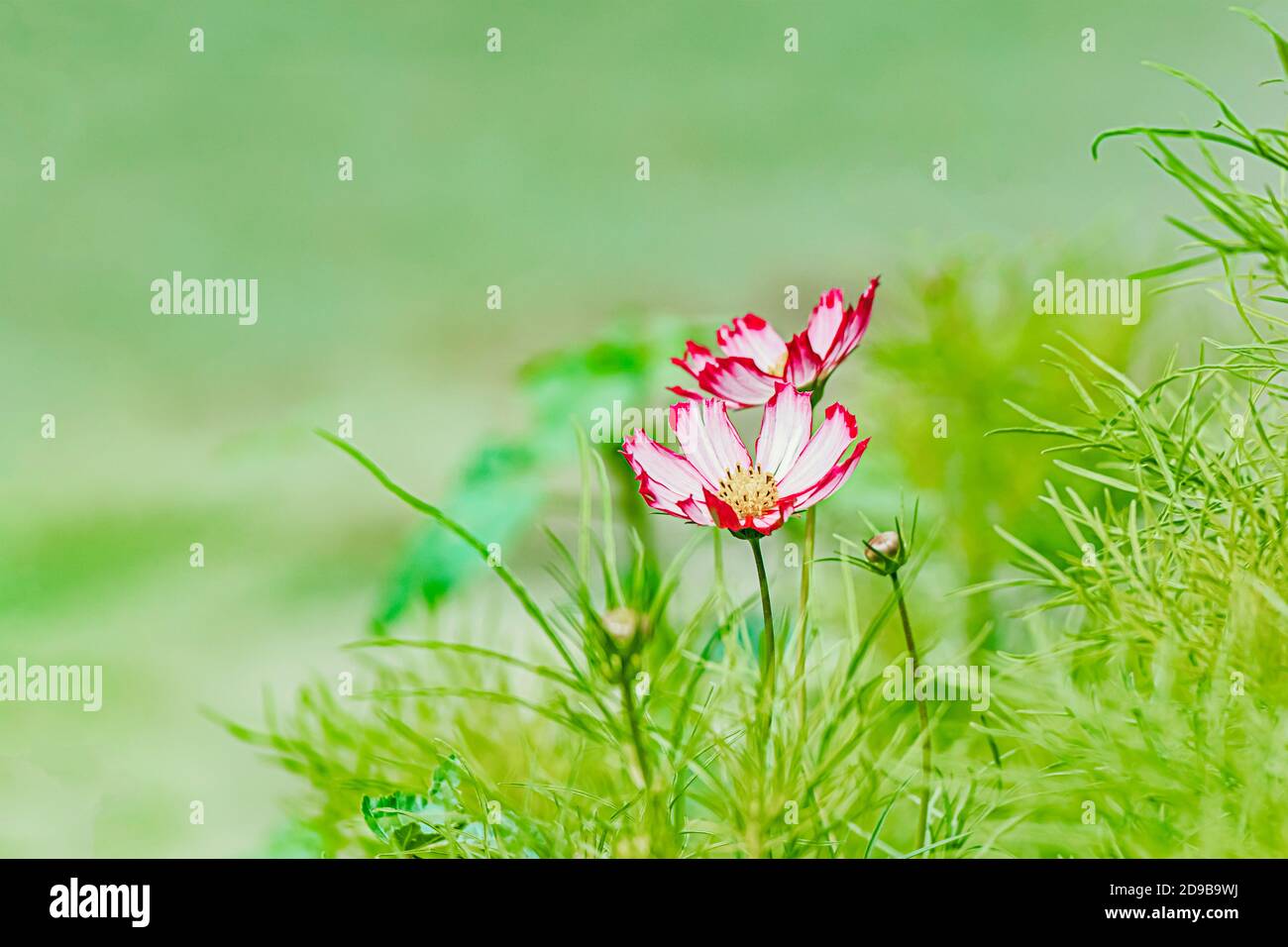 Texter desktop -Fotos und -Bildmaterial in hoher Auflösung – Alamy