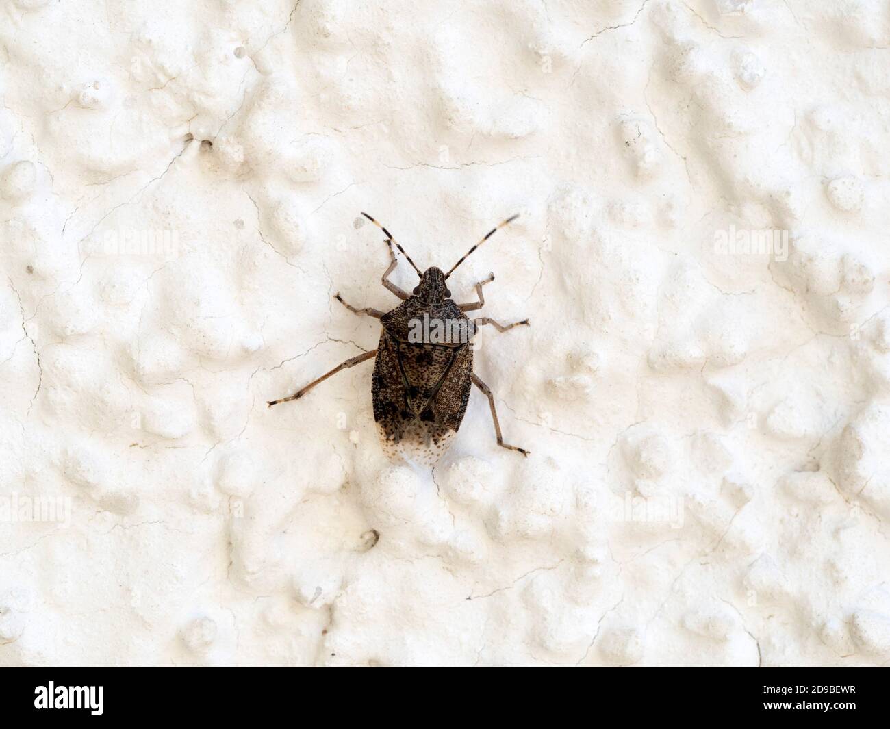 Bettwanze biss -Fotos und -Bildmaterial in hoher Auflösung – Alamy