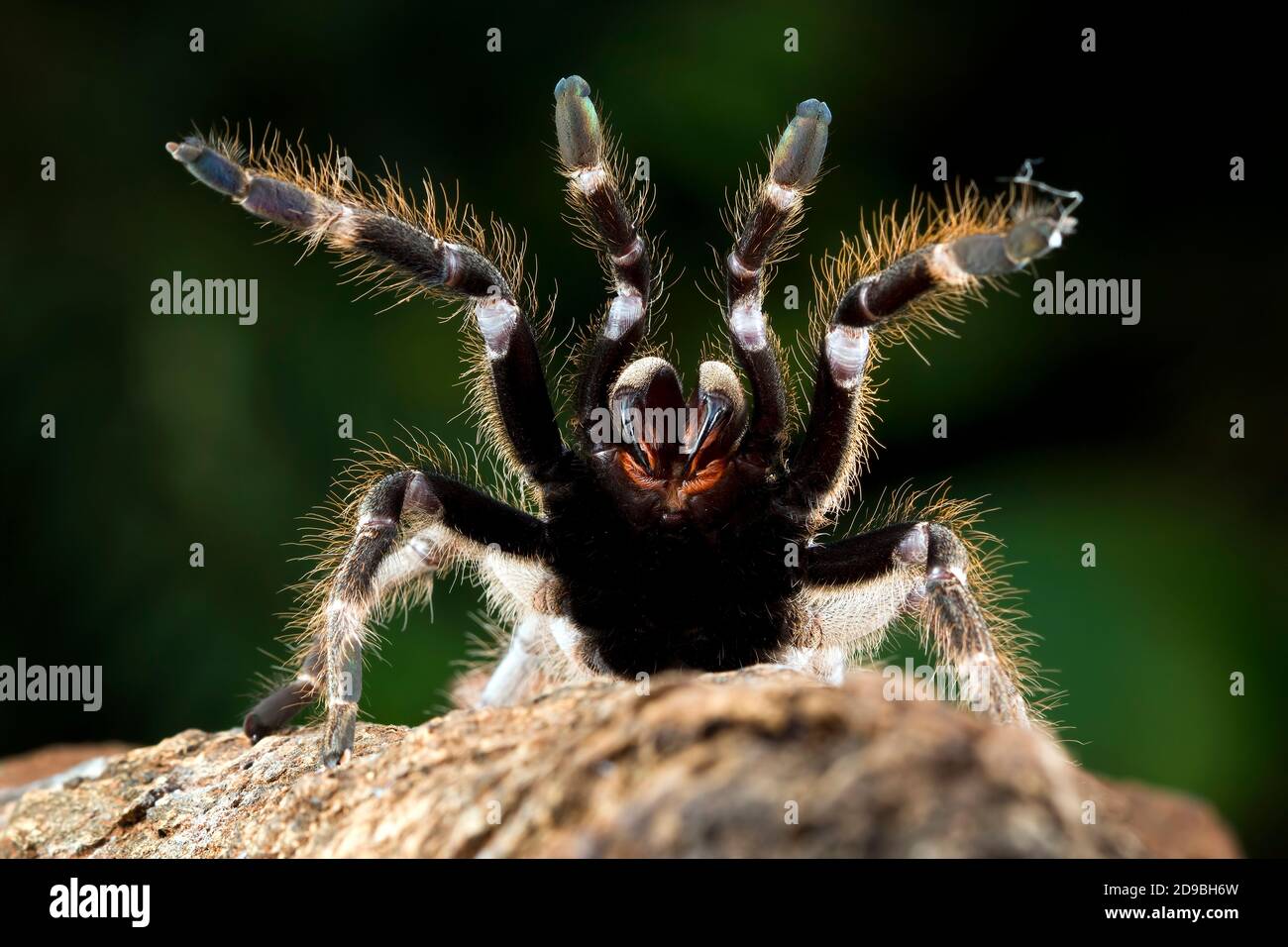 Ceratogyrus darlingi tarantula Aufzucht, Indonesien Stockfotografie - Alamy