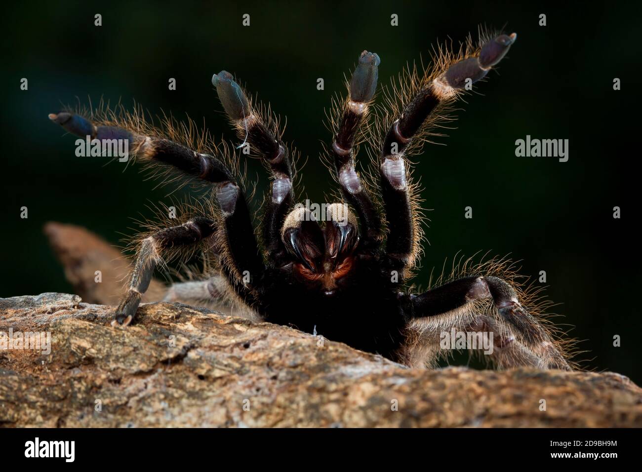 Ceratogyrus darlingi -Fotos und -Bildmaterial in hoher Auflösung – Alamy