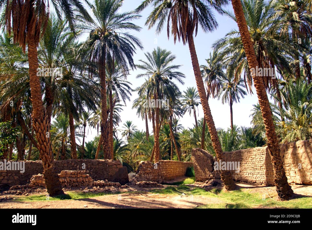 Der Palmenhain in Sidi Okba bei Biskra, Algerien Stockfotografie - Alamy