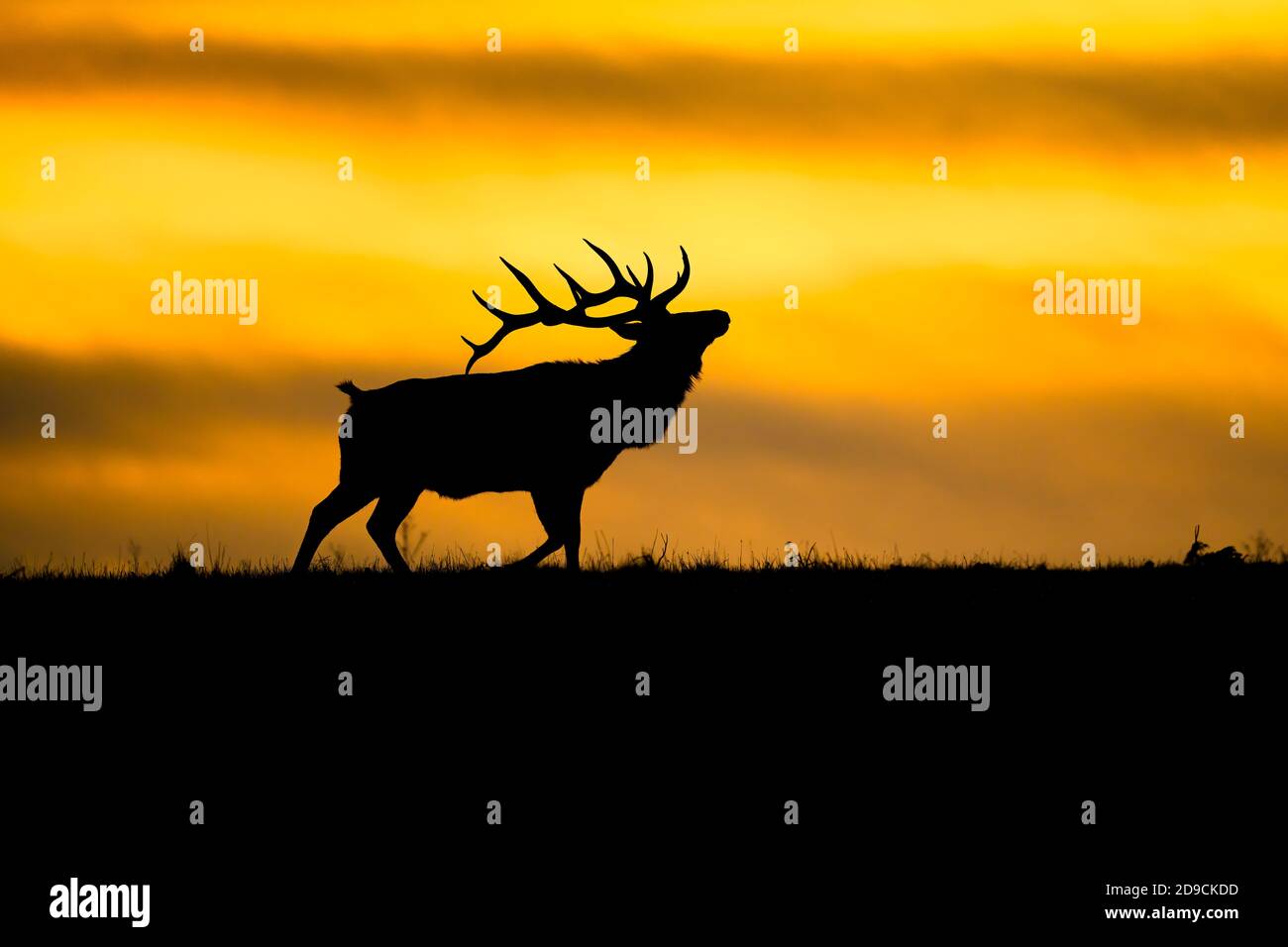 Elch oder wapiti cervus canadensis kuh -Fotos und -Bildmaterial in ...