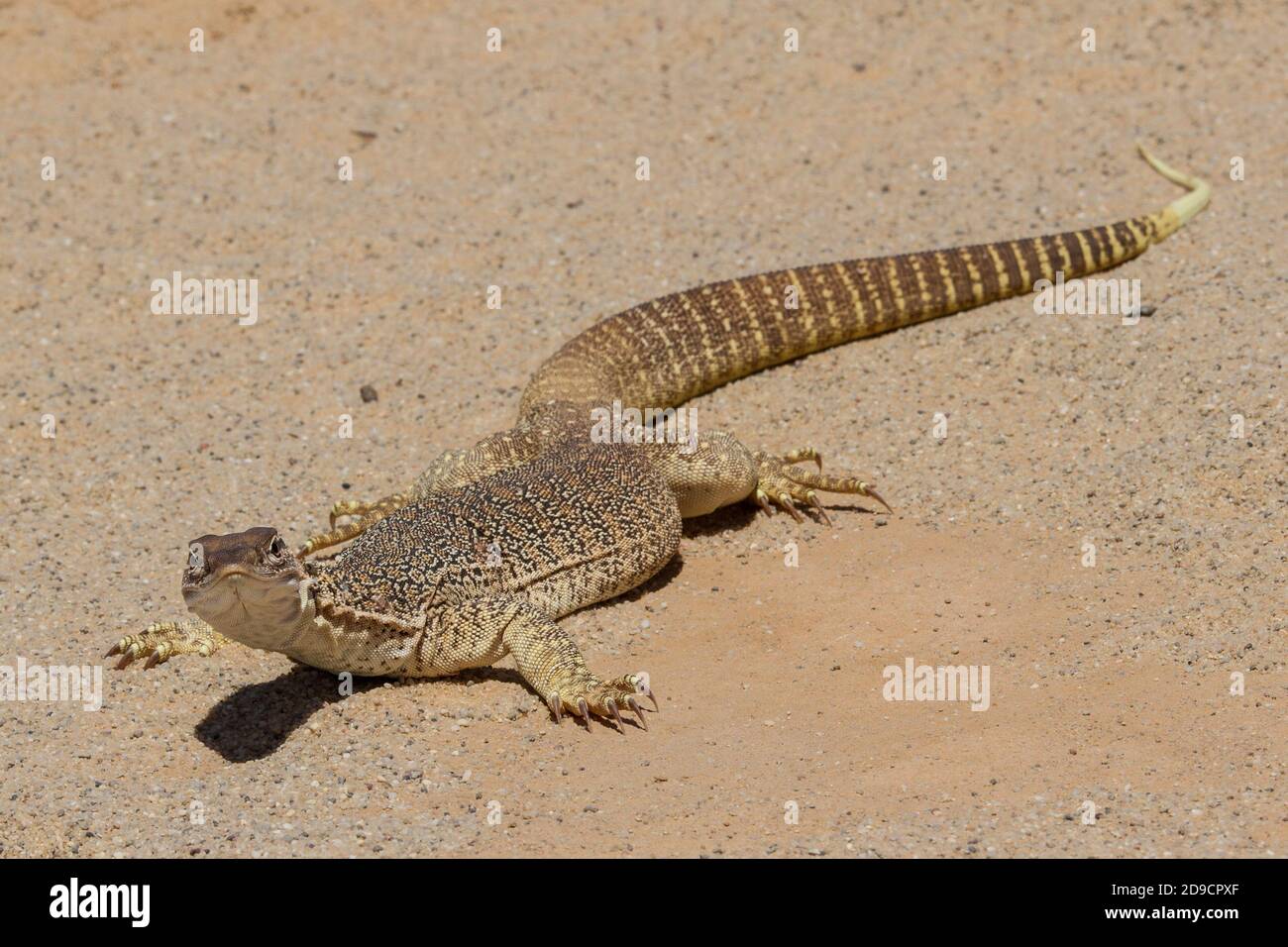 Goulds monitor varanus gouldii -Fotos und -Bildmaterial in hoher ...