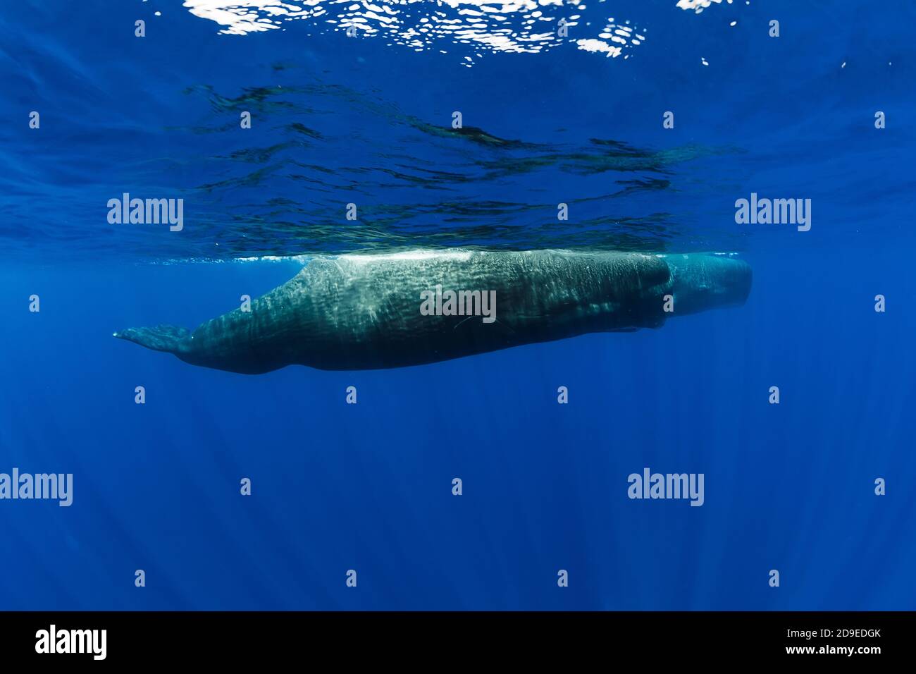 Pottwale schwimmen im meer -Fotos und -Bildmaterial in hoher Auflösung ...