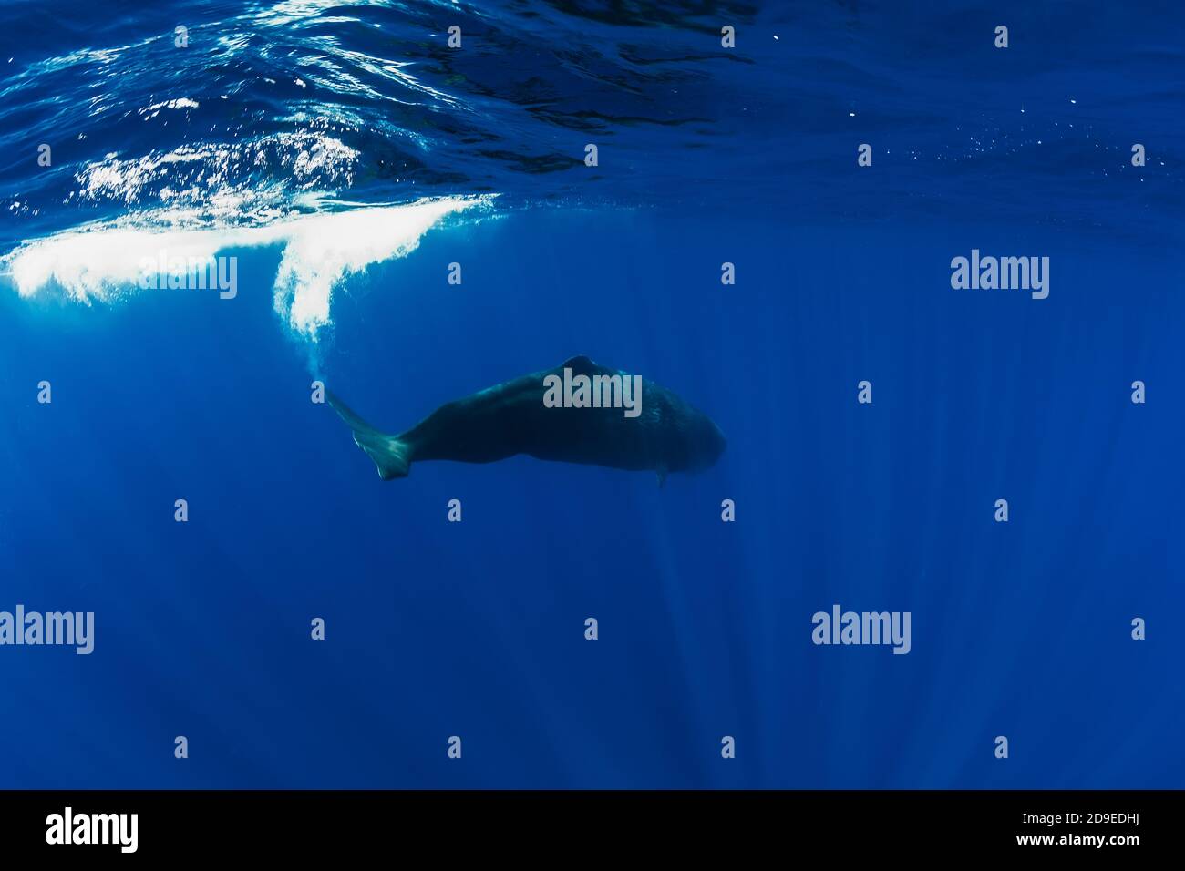 Pottwale schwimmen im meer -Fotos und -Bildmaterial in hoher Auflösung ...