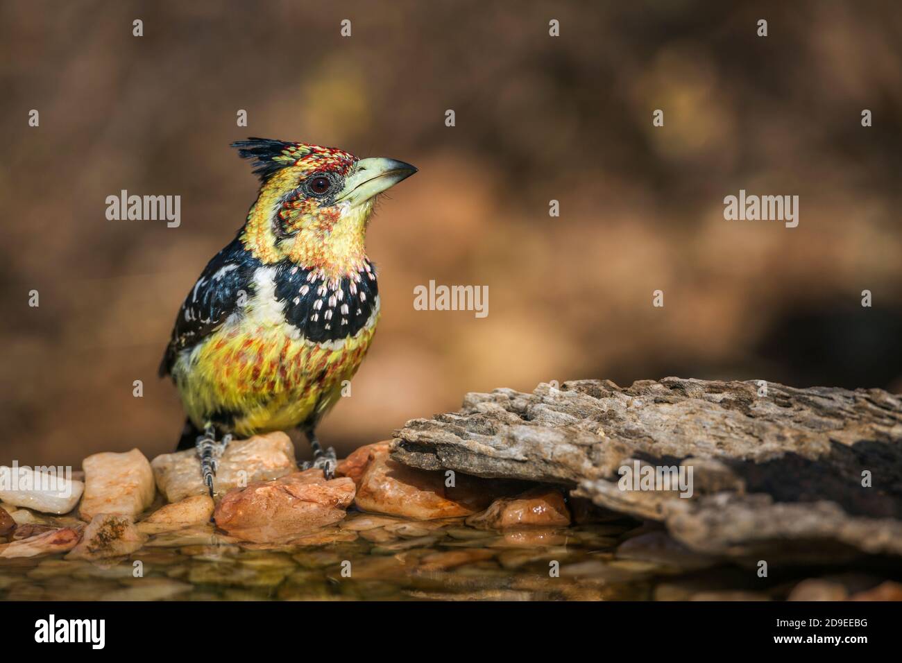 Crested Barbet steht am Wasserloch im Kruger Nationalpark, Südafrika ...