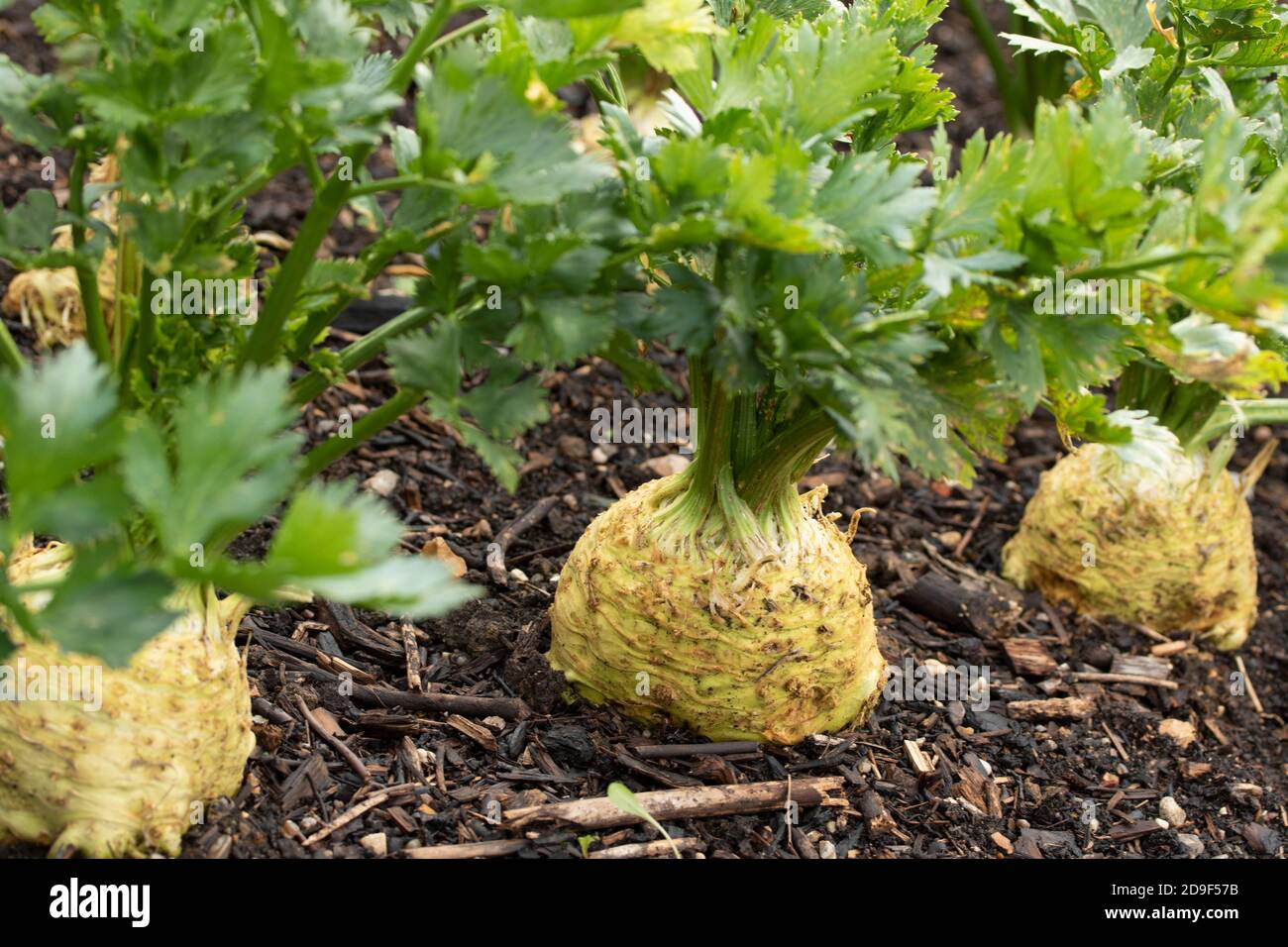 Celeriac Leaves Stockfotos und -bilder Kaufen - Alamy