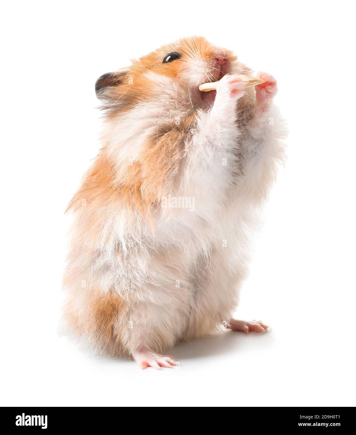 Hamster funny -Fotos und -Bildmaterial in hoher Auflösung – Alamy
