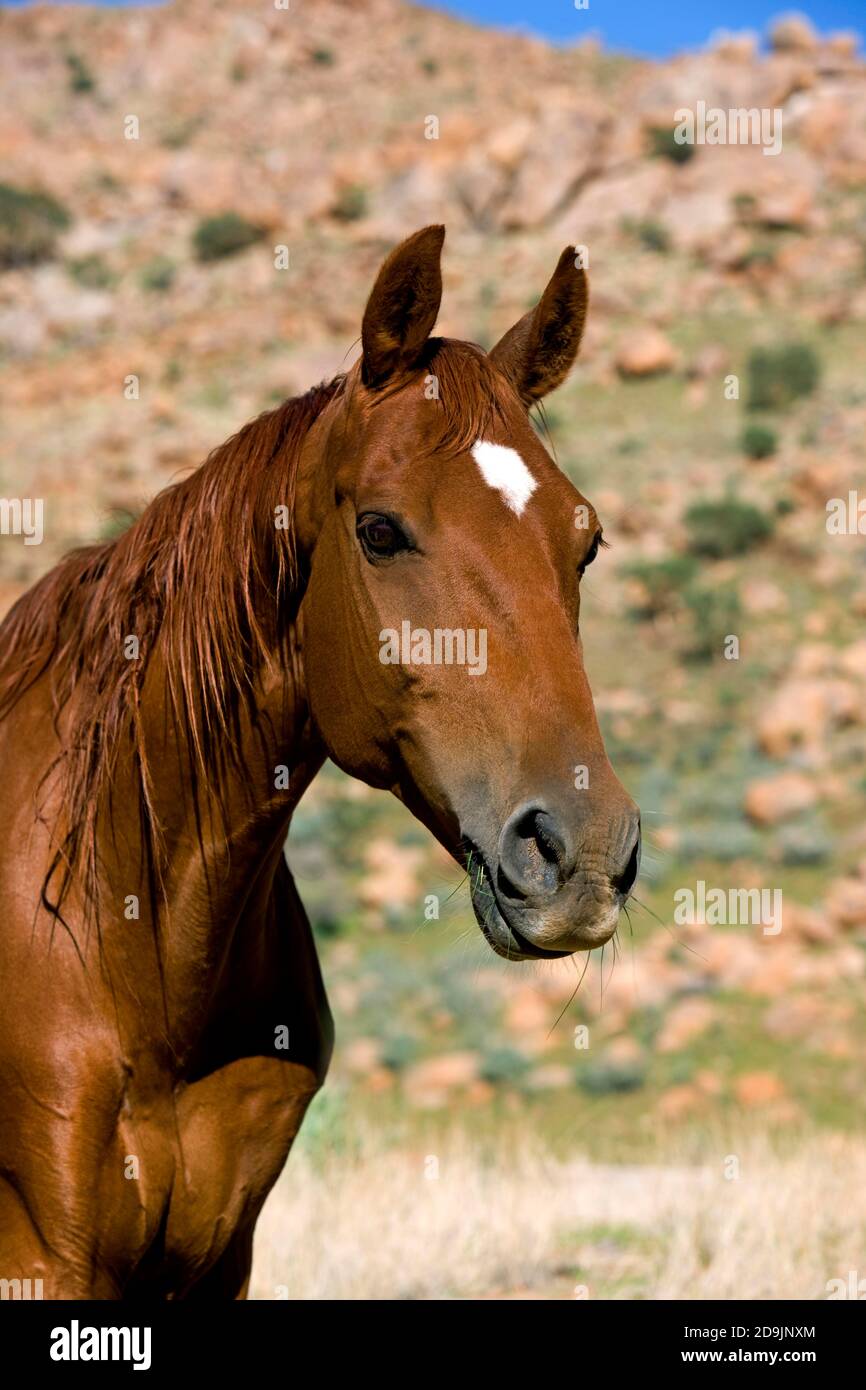 American saddlebred horse -Fotos und -Bildmaterial in hoher Auflösung ...