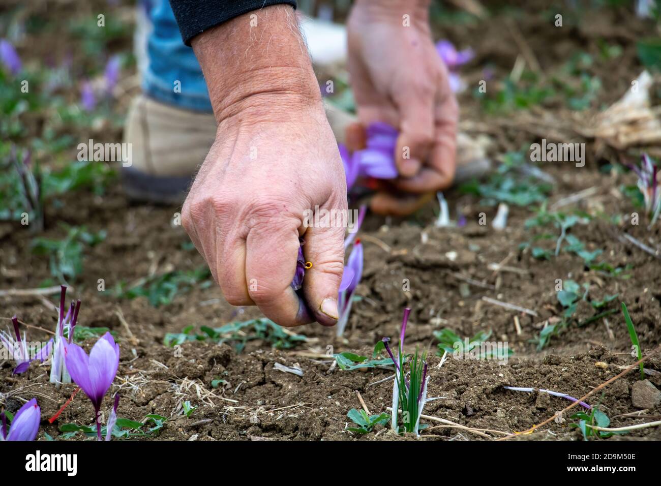 Crocus sativus harvest -Fotos und -Bildmaterial in hoher Auflösung – Alamy