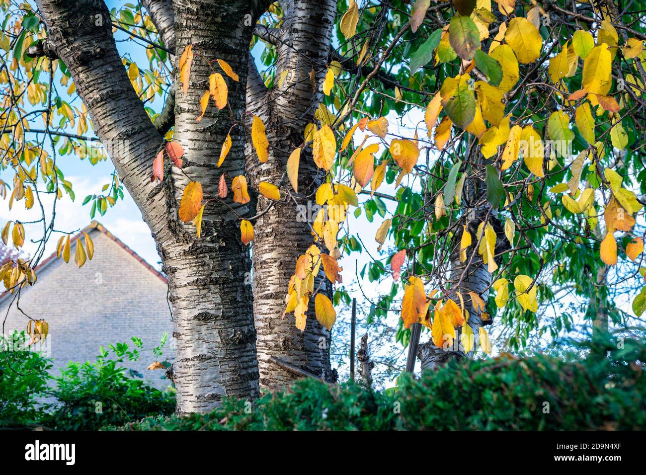 Kirschbaum laub -Fotos und -Bildmaterial in hoher Auflösung – Alamy