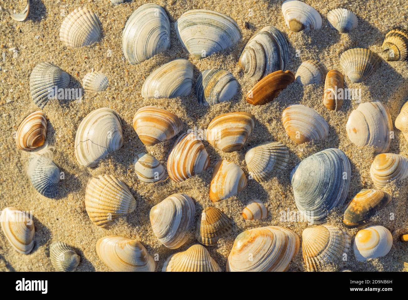 Muscheln am Strand, Norderney Island, Ostfriesland, Niedersachsen ...