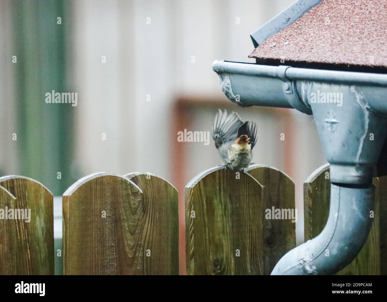 Mit mutter vogel -Fotos und -Bildmaterial in hoher Auflösung – Alamy