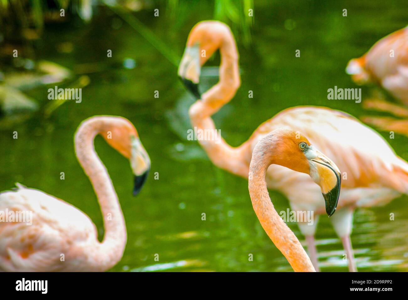 Dominikanische republik flamingos -Fotos und -Bildmaterial in hoher ...