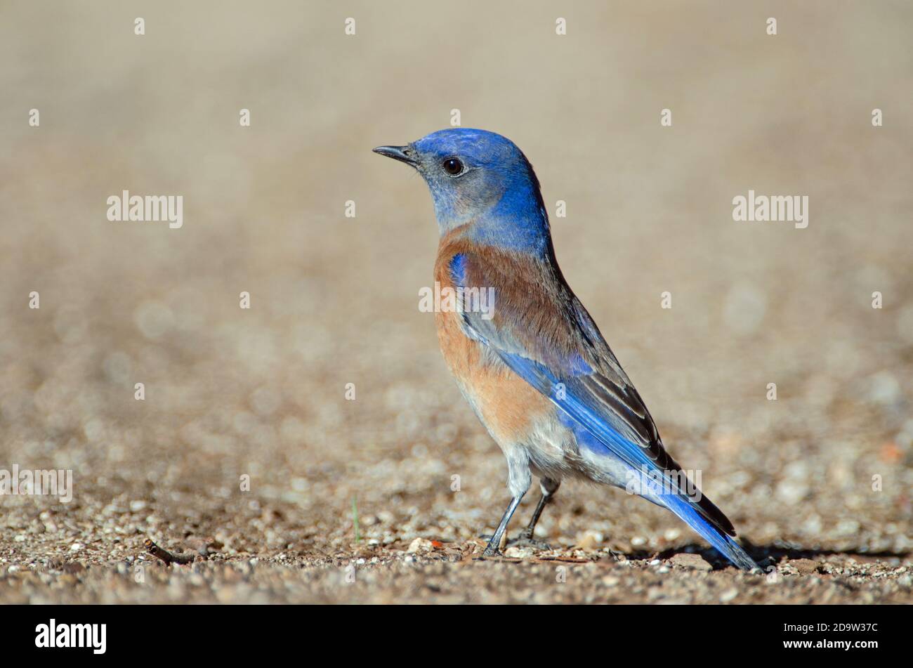 Sialia mexicana -Fotos und -Bildmaterial in hoher Auflösung – Alamy