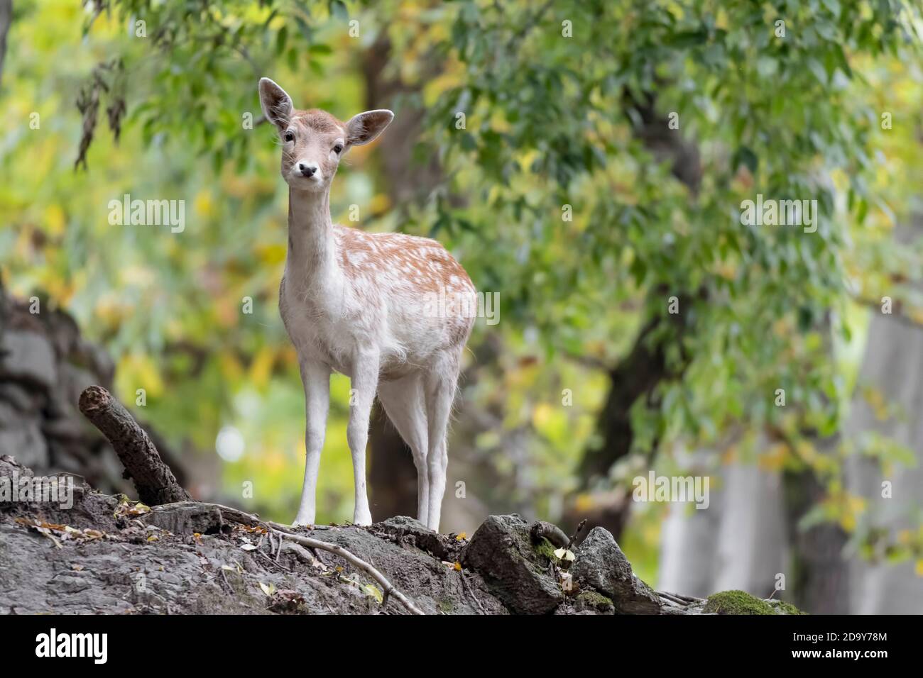 Weibliche Hirschkuh Wilde Wild Lebende Tiere Stockfotos und -bilder ...