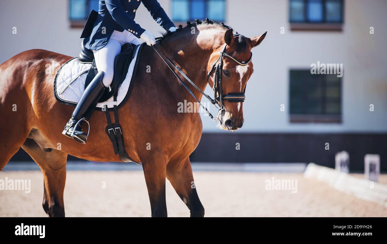 Ein schönes, sportliches Bay-Pferd mit einem Zaumzeug an der Schnauze ...