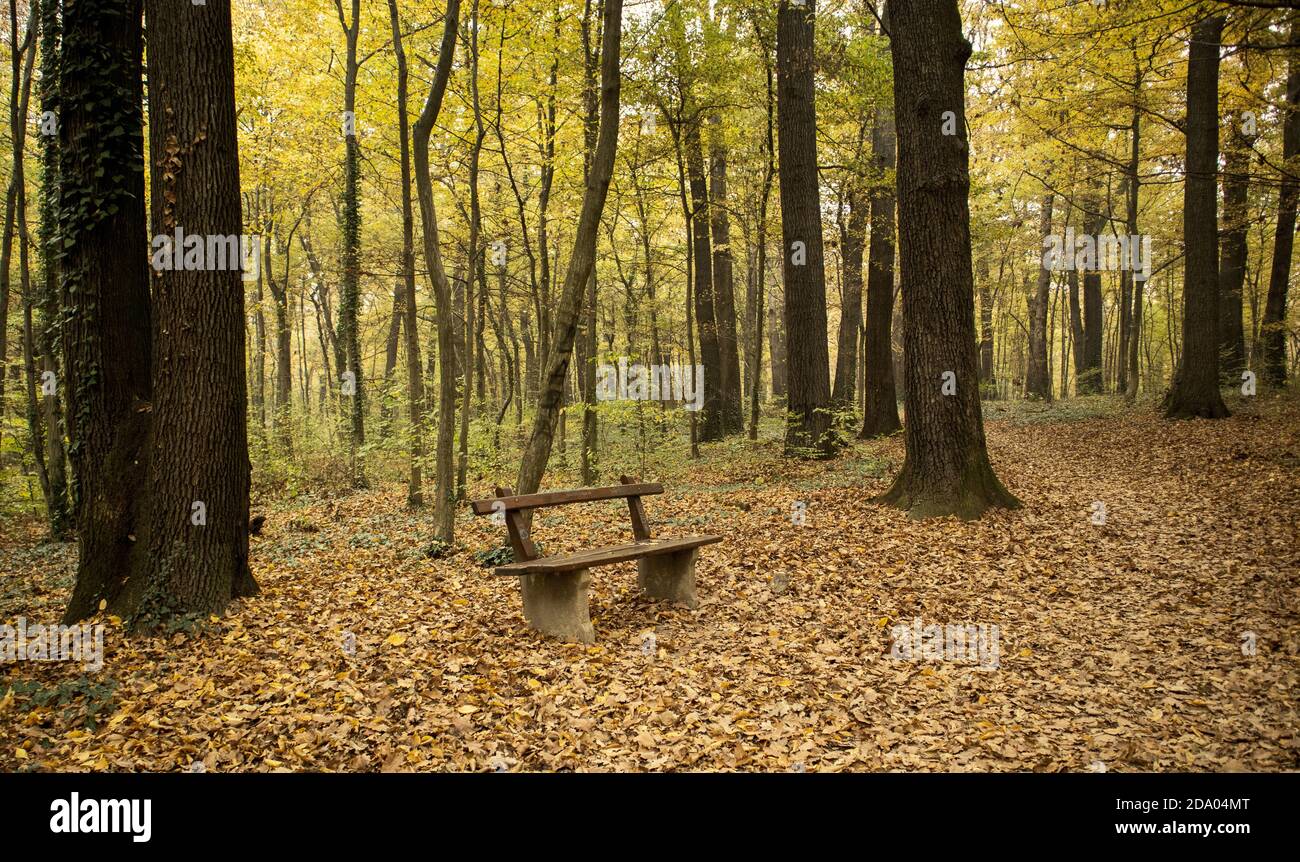 Bank im wald -Fotos und -Bildmaterial in hoher Auflösung – Alamy