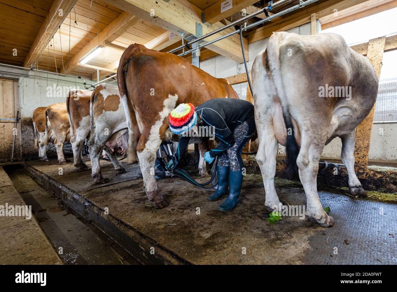 Kuhstall bäuerin melken -Fotos und -Bildmaterial in hoher Auflösung – Alamy