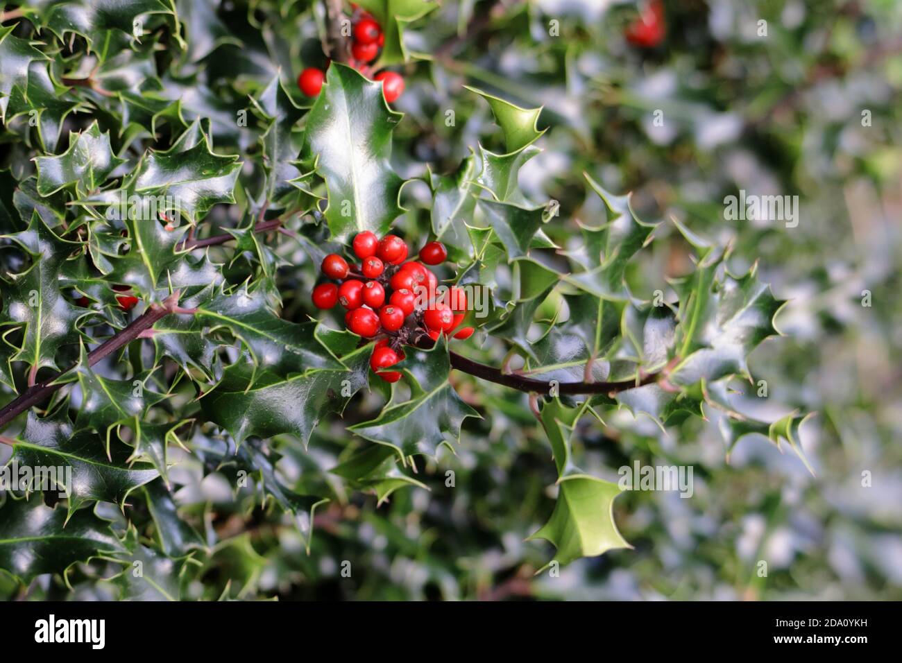 Llex Aquifolium Stockfotos und -bilder Kaufen - Alamy
